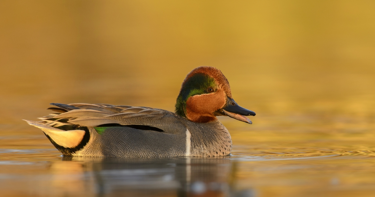 North American Wetlands Conservation Act (NAWCA) U.S. Small Grants | U ...